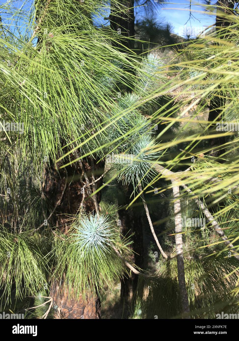 Canary Island pine (Pinus canariensis) Plantae Stock Photo - Alamy