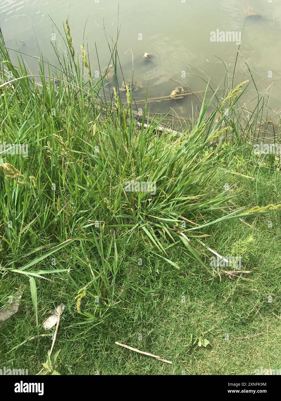 Barnyard Grasses (Echinochloa) Plantae Stock Photo - Alamy