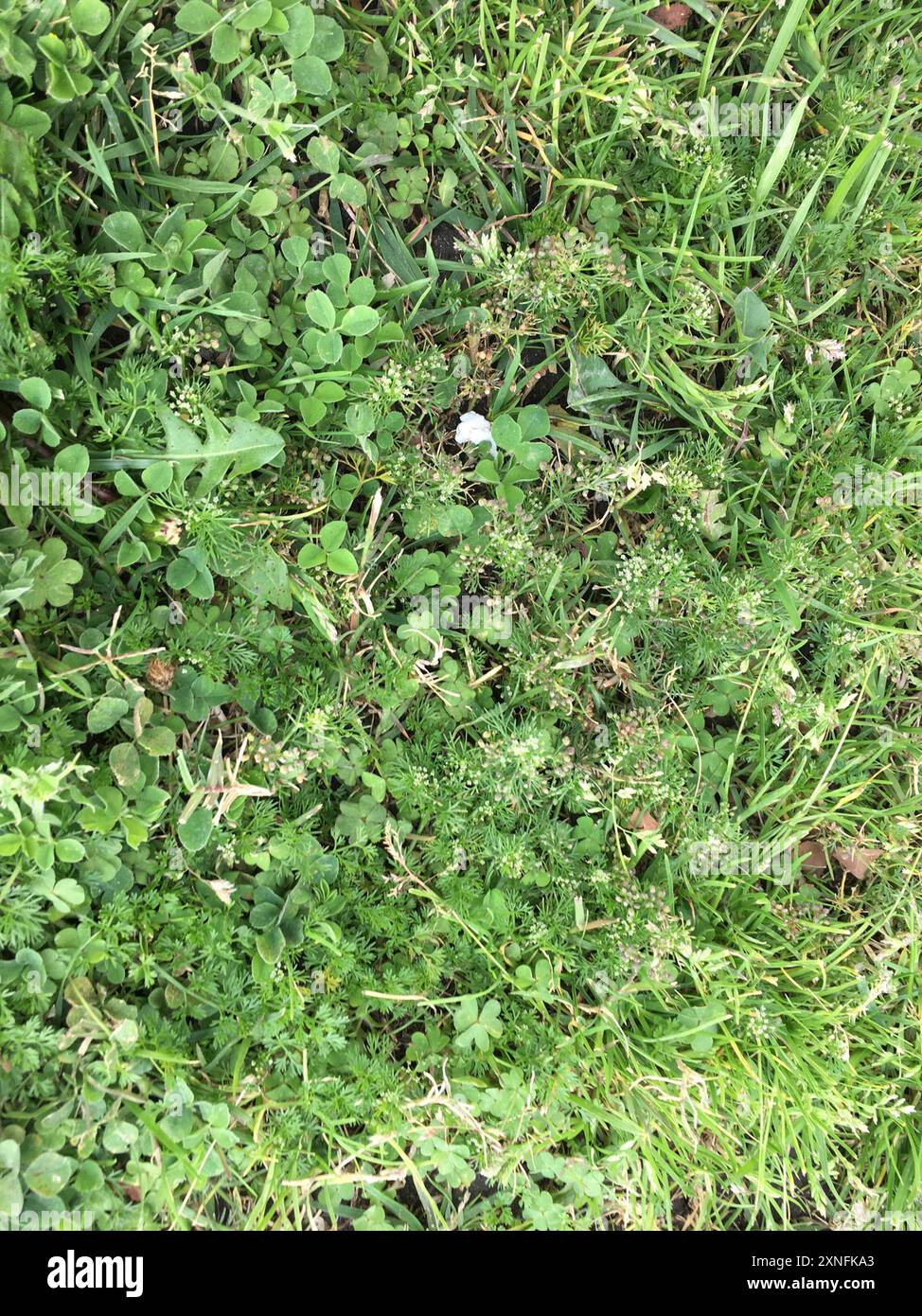 Marsh parsley (Cyclospermum leptophyllum) Plantae Stock Photo - Alamy