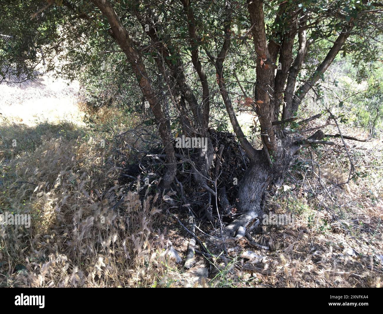 Woodrats (Neotoma) Mammalia Stock Photo - Alamy