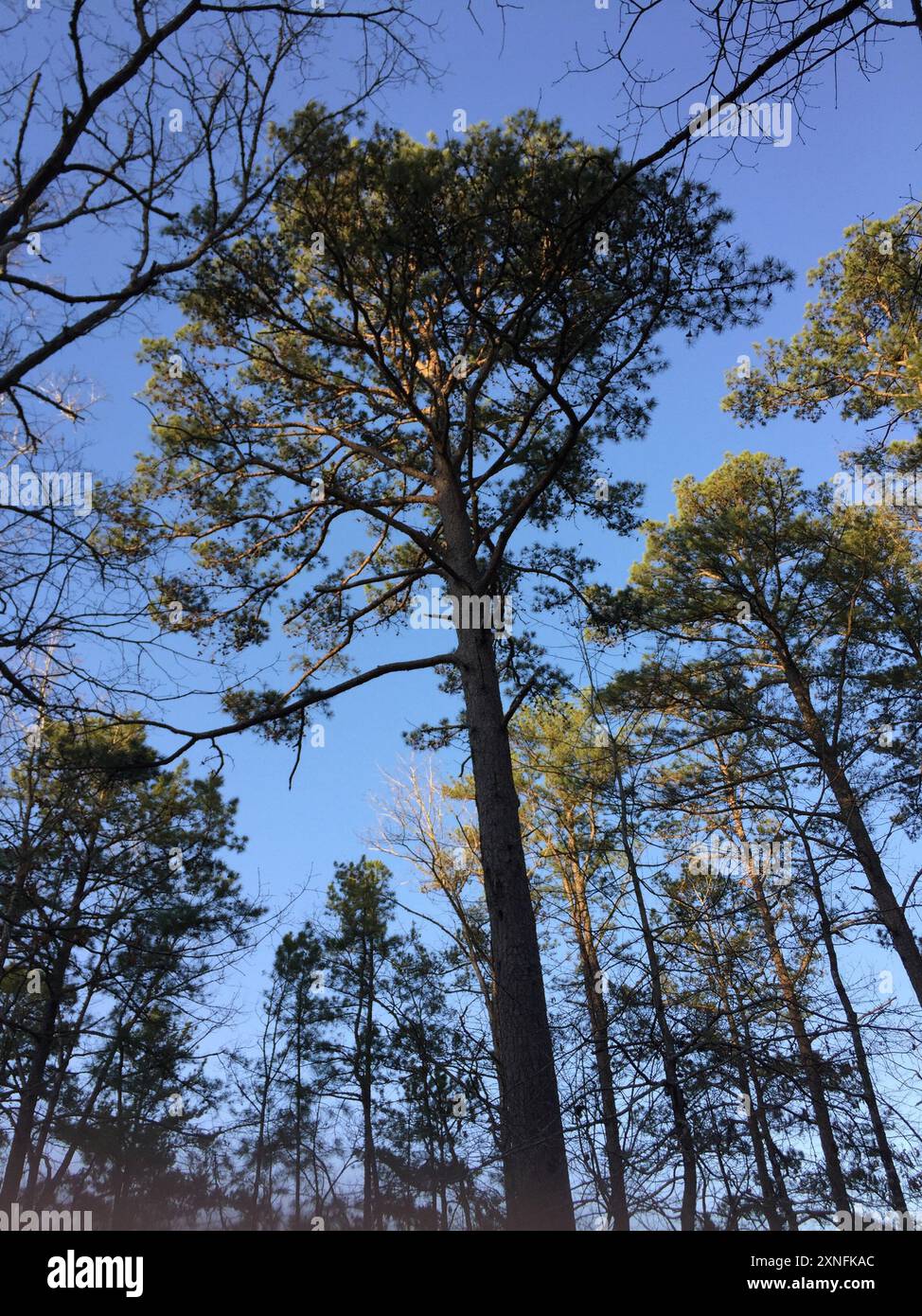 loblolly pine (Pinus taeda) Plantae Stock Photo - Alamy