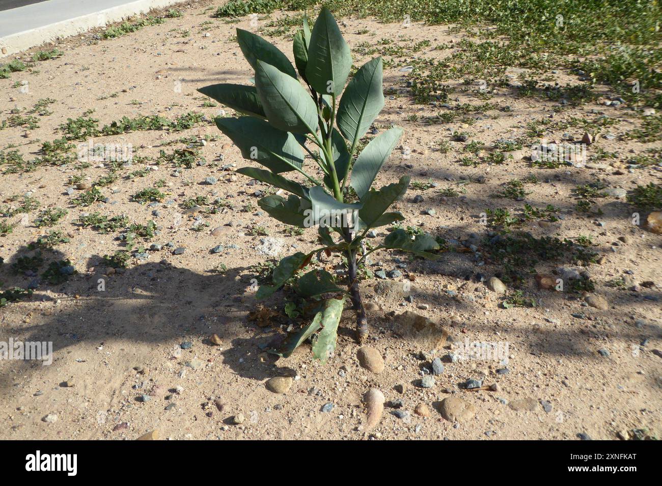 tree tobacco (Nicotiana glauca) Plantae Stock Photo - Alamy