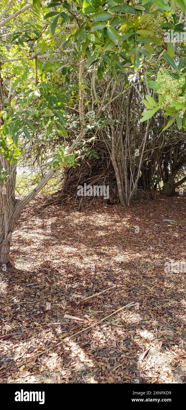 Woodrats (Neotoma) Mammalia Stock Photo - Alamy