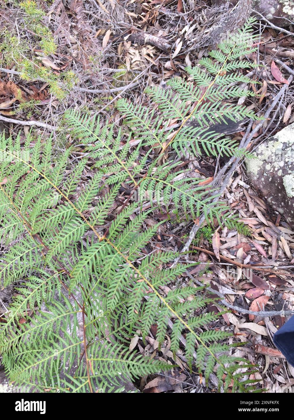 Austral Bracken (Pteridium esculentum) Plantae Stock Photo - Alamy