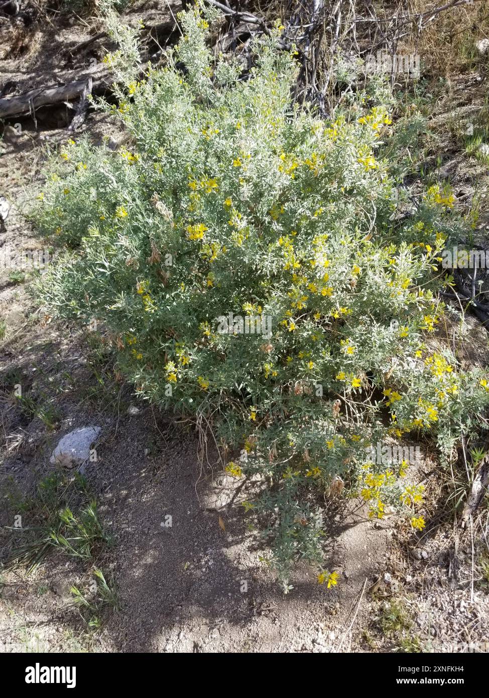 Bladderpod (Cleomella arborea) Plantae Stock Photo - Alamy