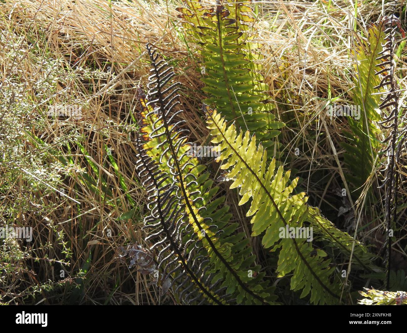 Crown Fern (Lomaria discolor) Plantae Stock Photo - Alamy