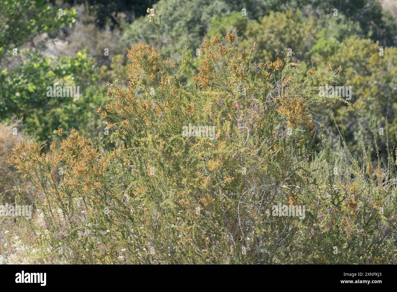 chamise (Adenostoma fasciculatum) Plantae Stock Photo - Alamy