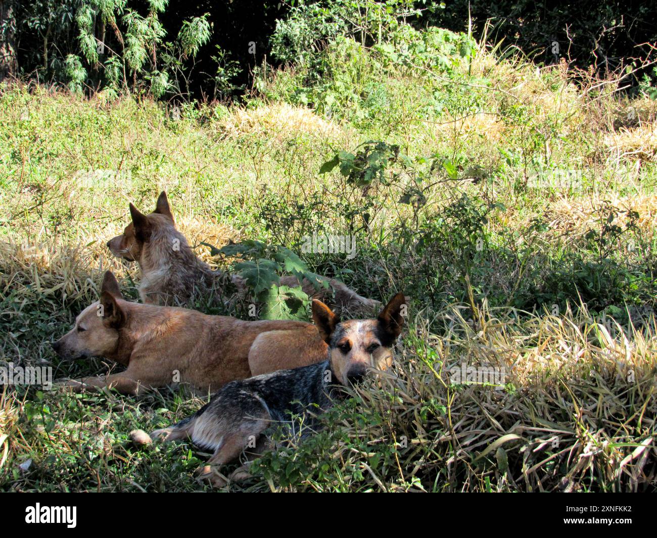 Three dogs, one black, one caramel and one mixed breed, lying among ...