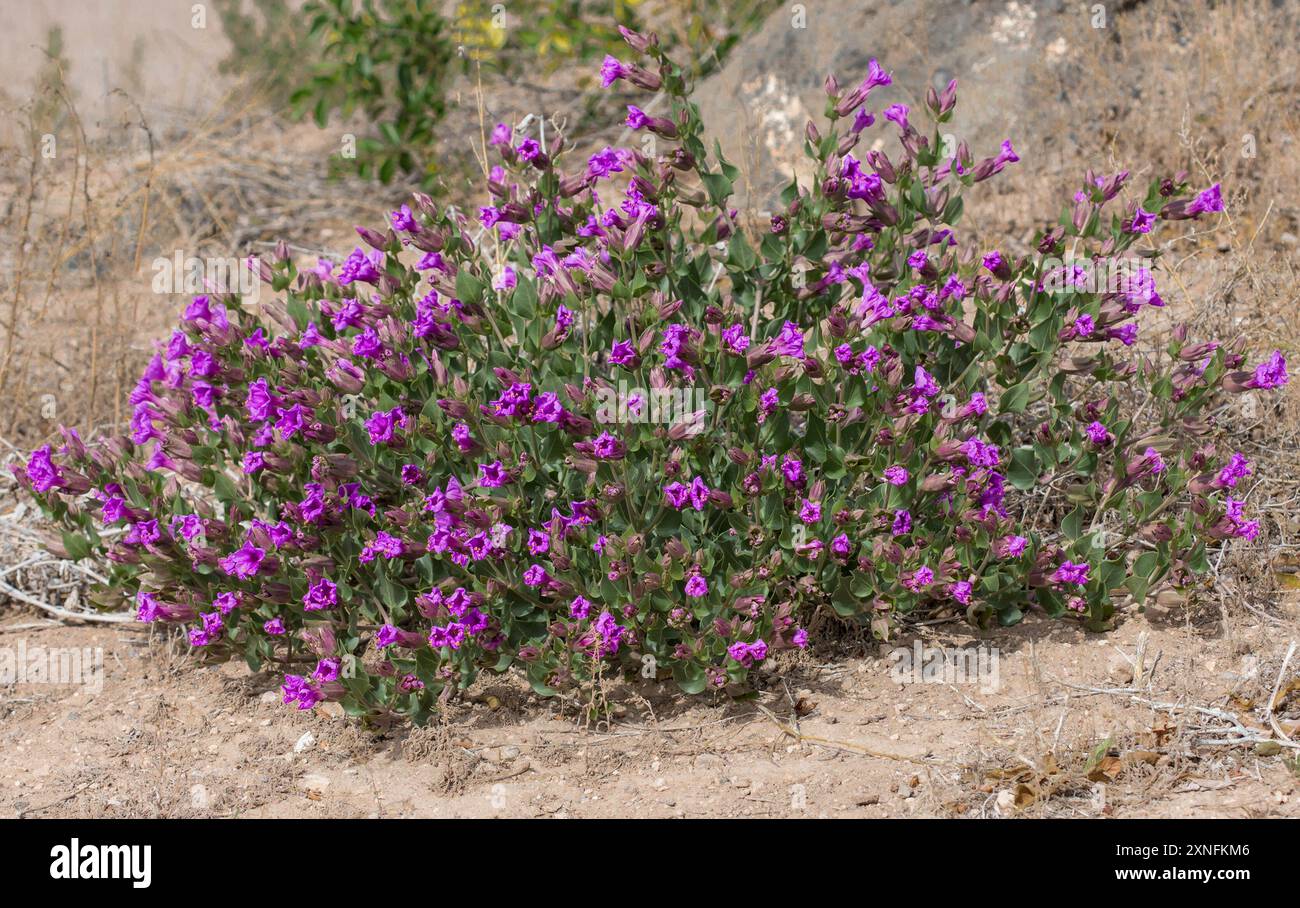 Colorado Four o'Clock (Mirabilis multiflora) Plantae Stock Photo - Alamy