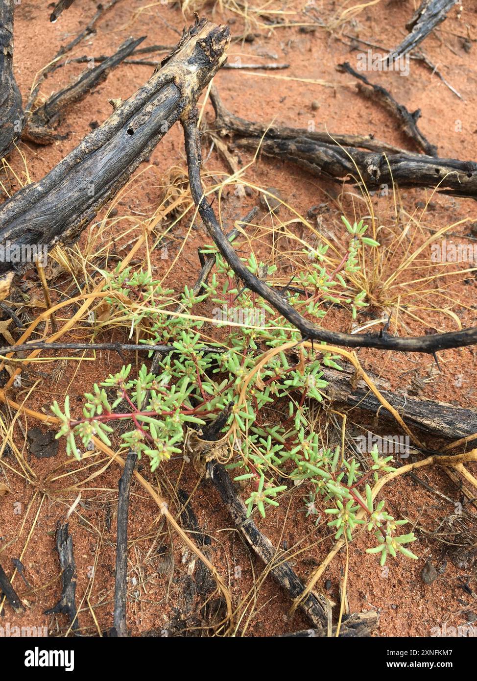 Desert Portulaca (Portulaca halimoides) Plantae Stock Photo - Alamy