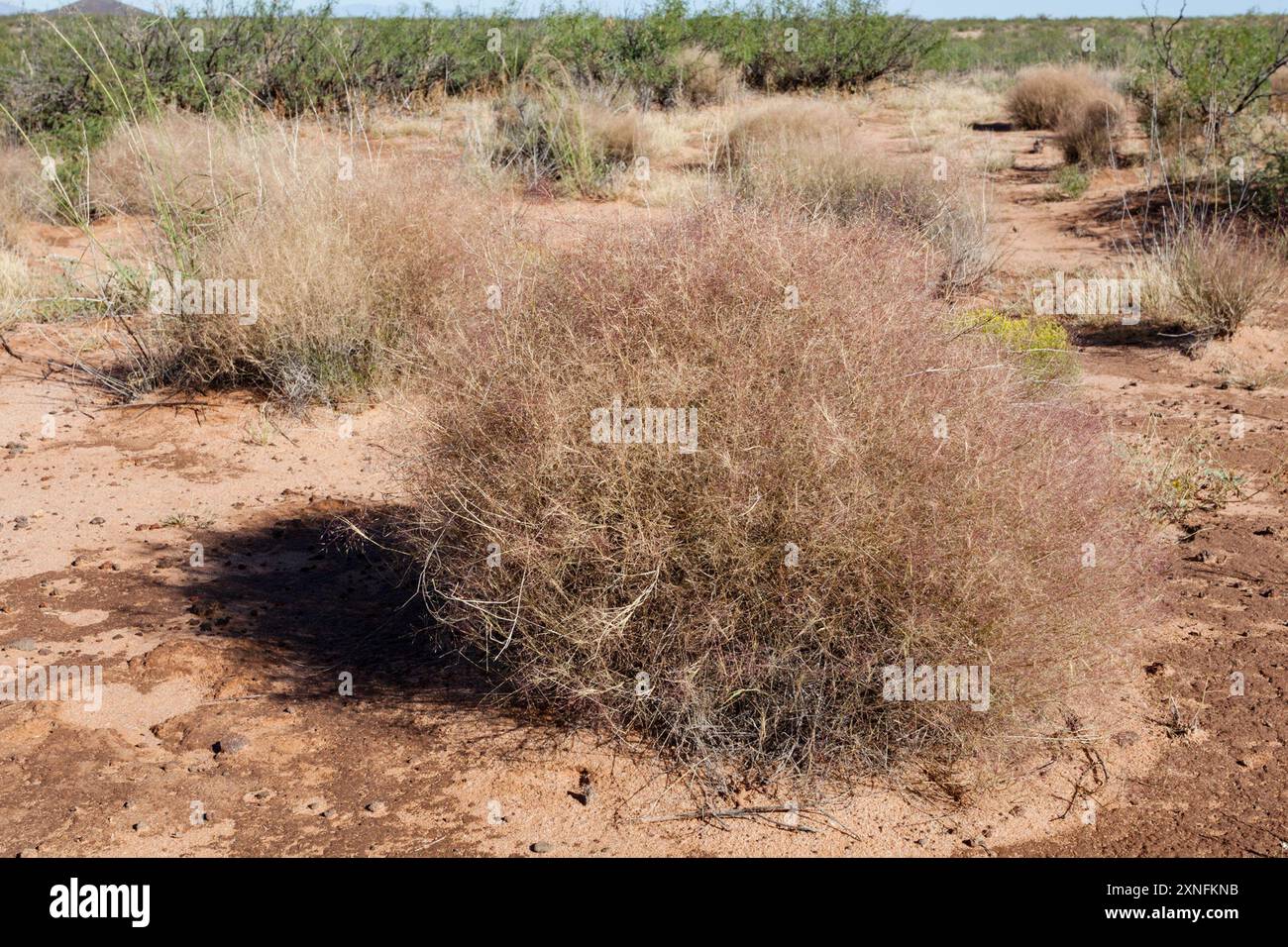 Bush Muhly (Muhlenbergia porteri) Plantae Stock Photo - Alamy