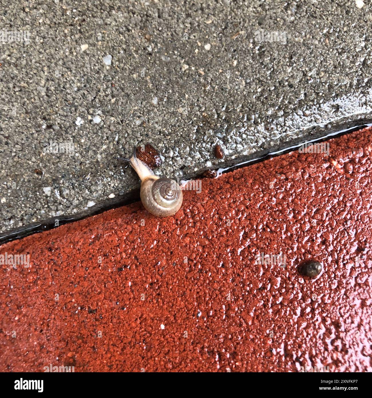 Common Land Snails and Slugs (Stylommatophora) Mollusca Stock Photo - Alamy