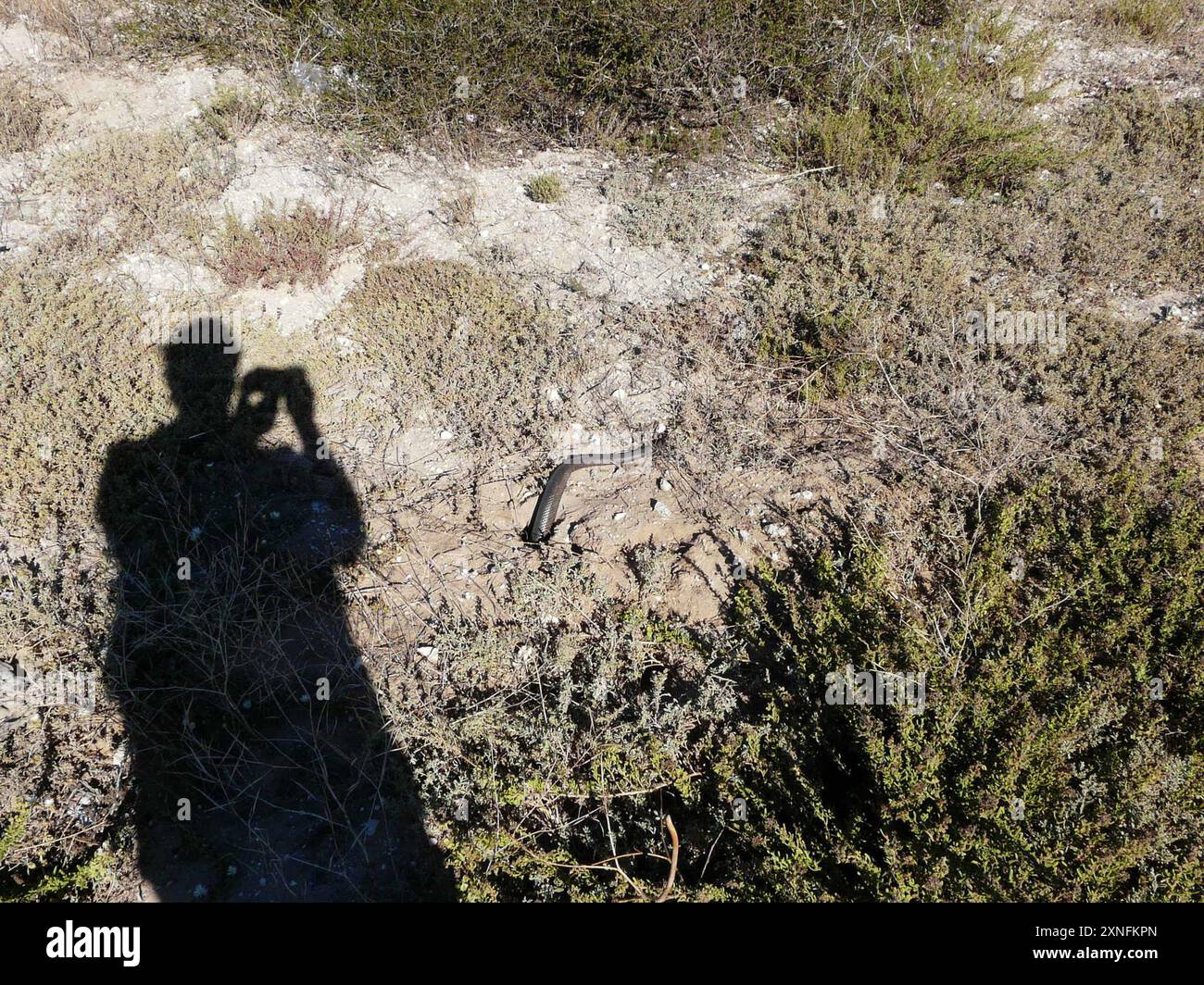 Mole Snake (Pseudaspis cana) Reptilia Stock Photo - Alamy