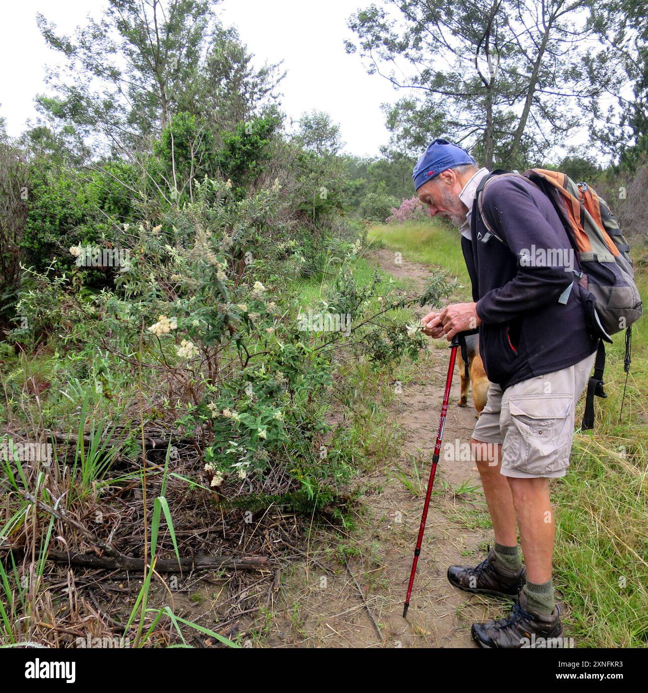 Sagewood (Buddleja salviifolia) Plantae Stock Photo - Alamy