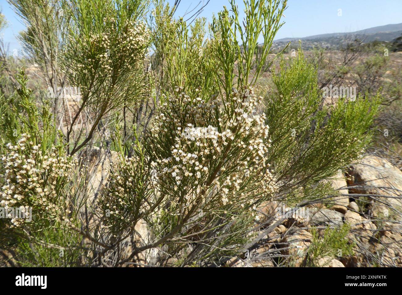 Desert Broom (Baccharis sarothroides) Plantae Stock Photo - Alamy