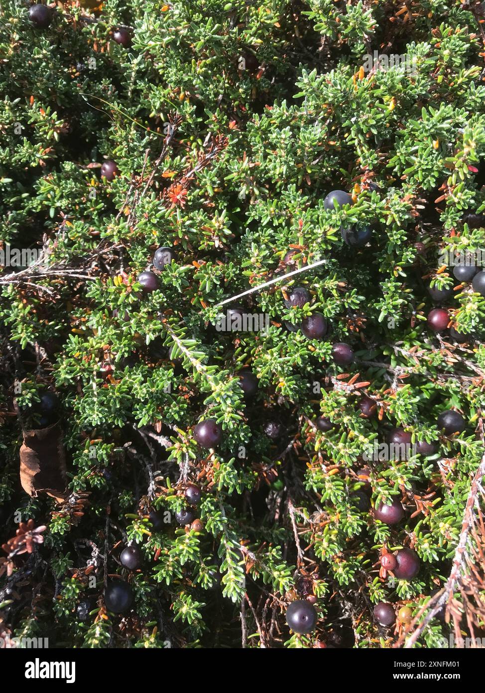 Purple Crowberry (Empetrum atropurpureum) Plantae Stock Photo - Alamy