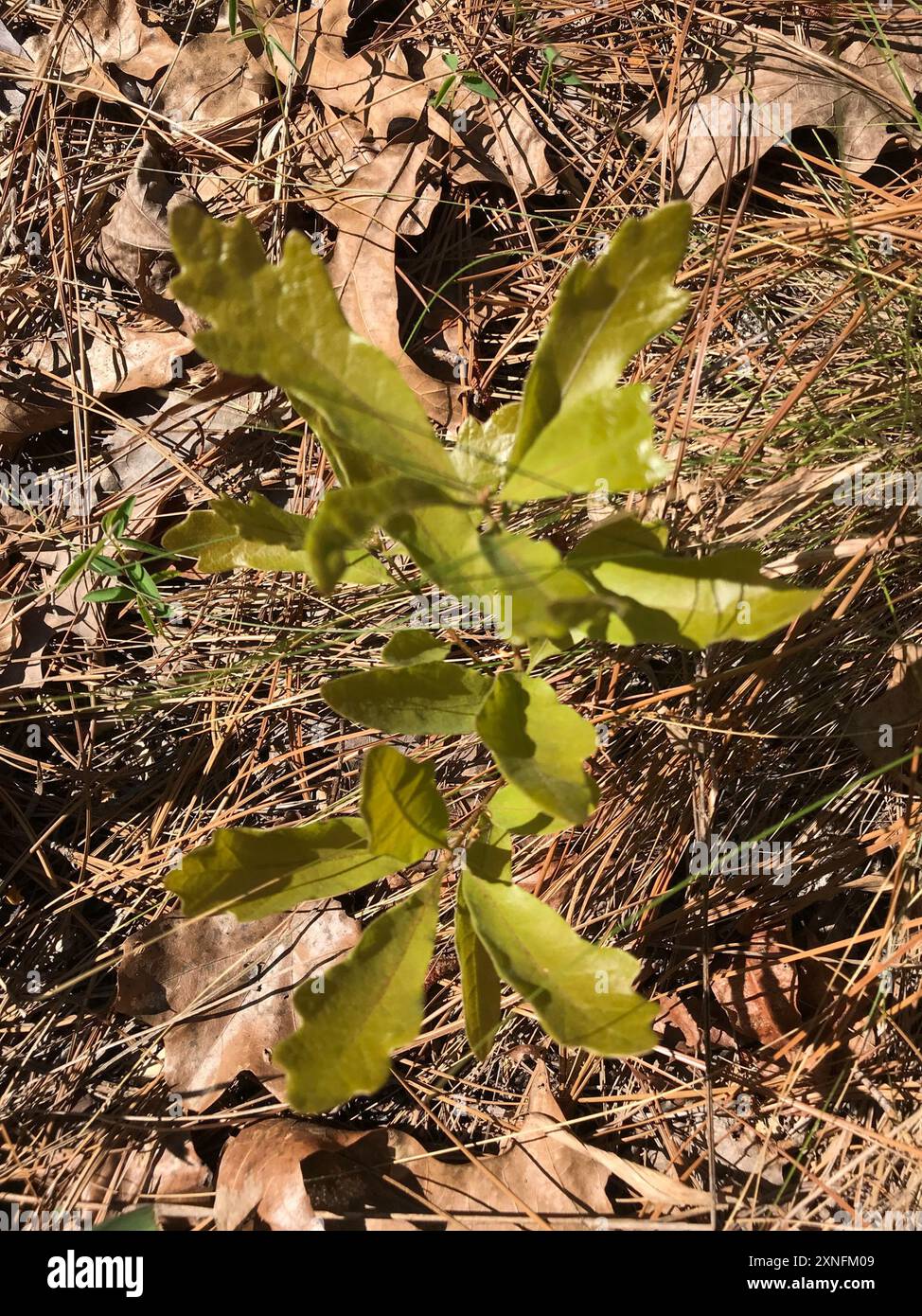 sand post oak (Quercus margaretiae) Plantae Stock Photo - Alamy