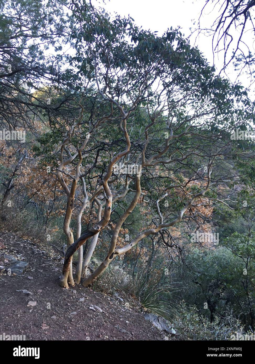 Texas madrone (Arbutus xalapensis) Plantae Stock Photo - Alamy