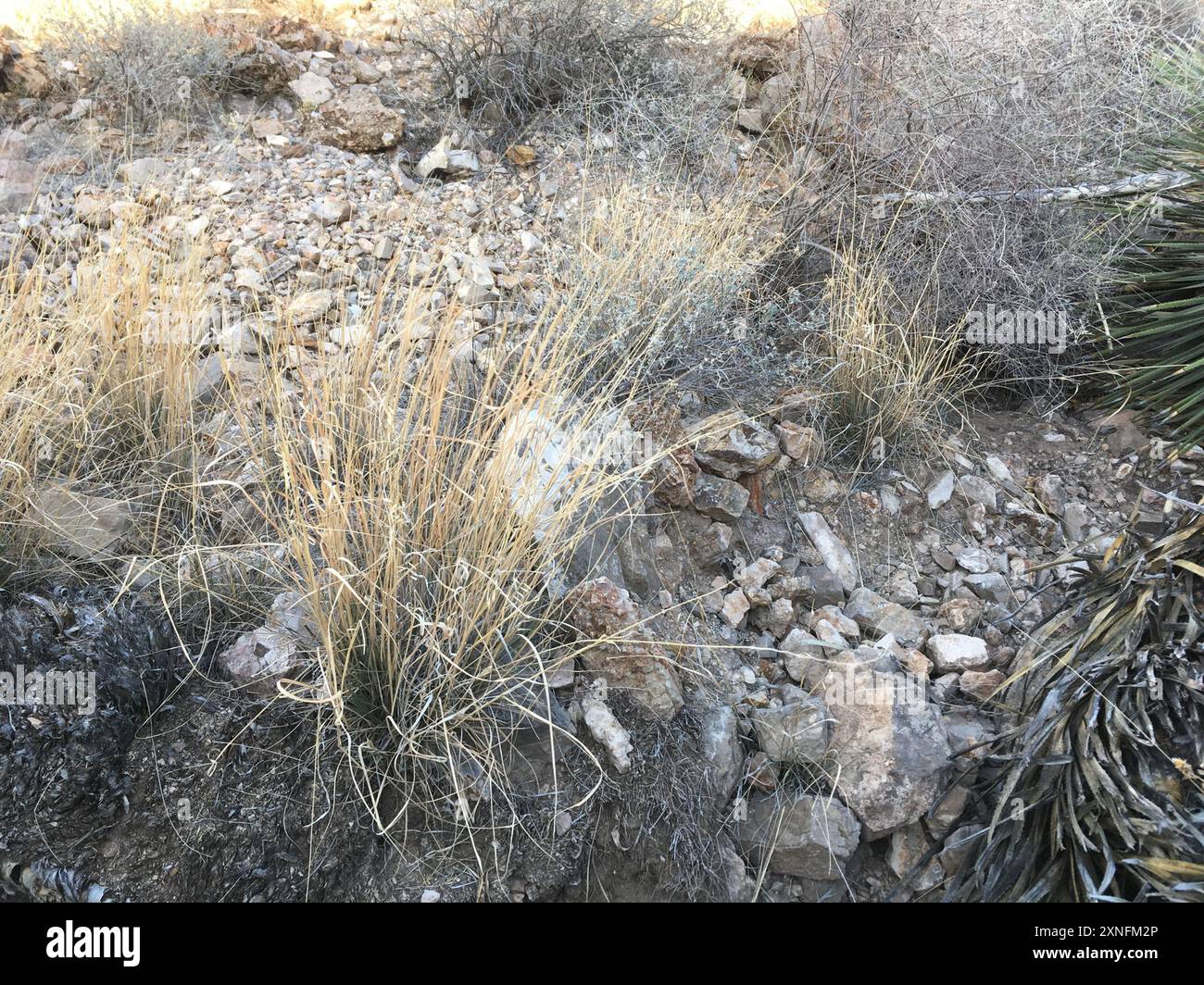 Sideoats Grama (Bouteloua curtipendula) Plantae Stock Photo - Alamy