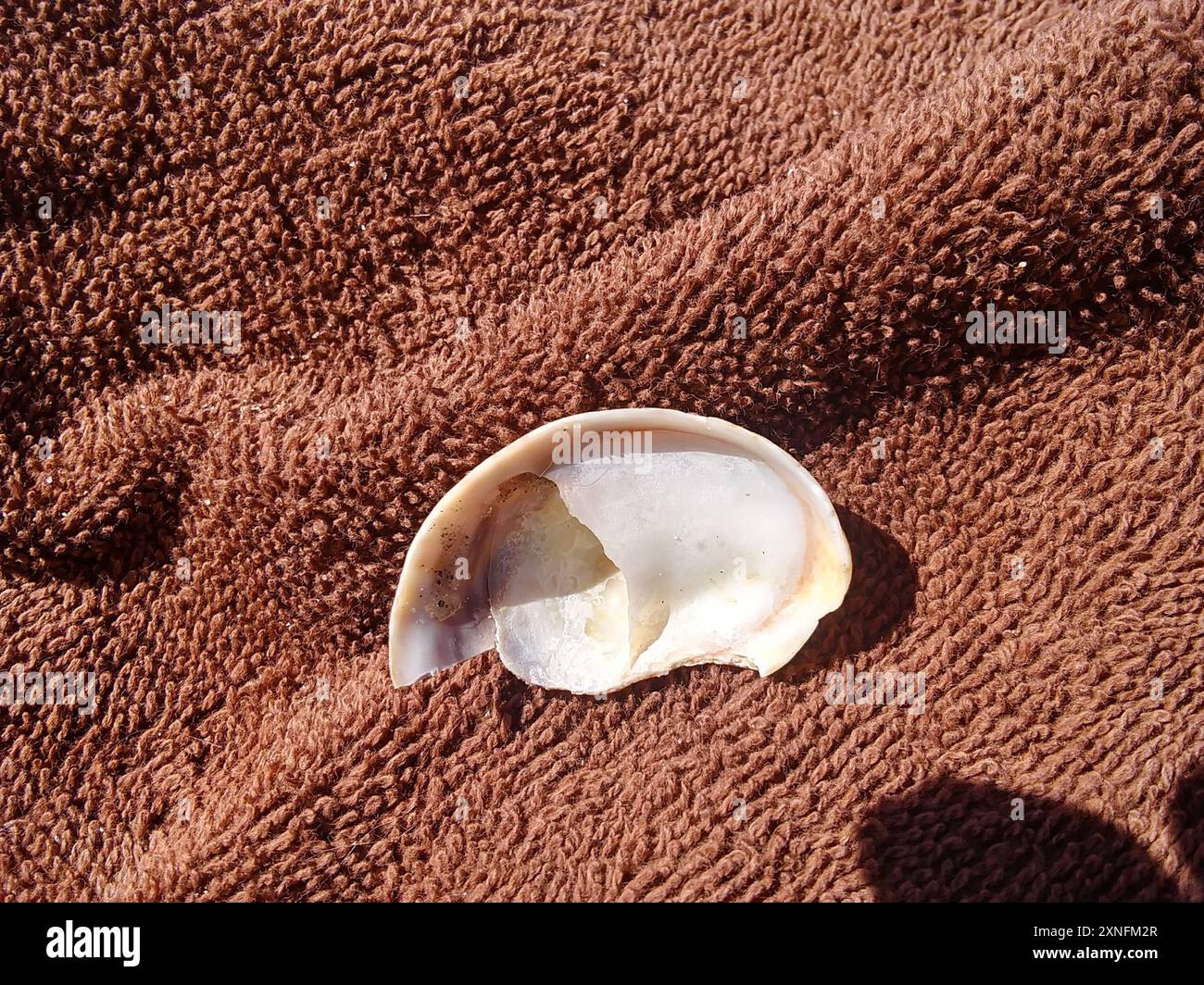 Common Atlantic Slippersnail (Crepidula fornicata) Mollusca Stock Photo ...