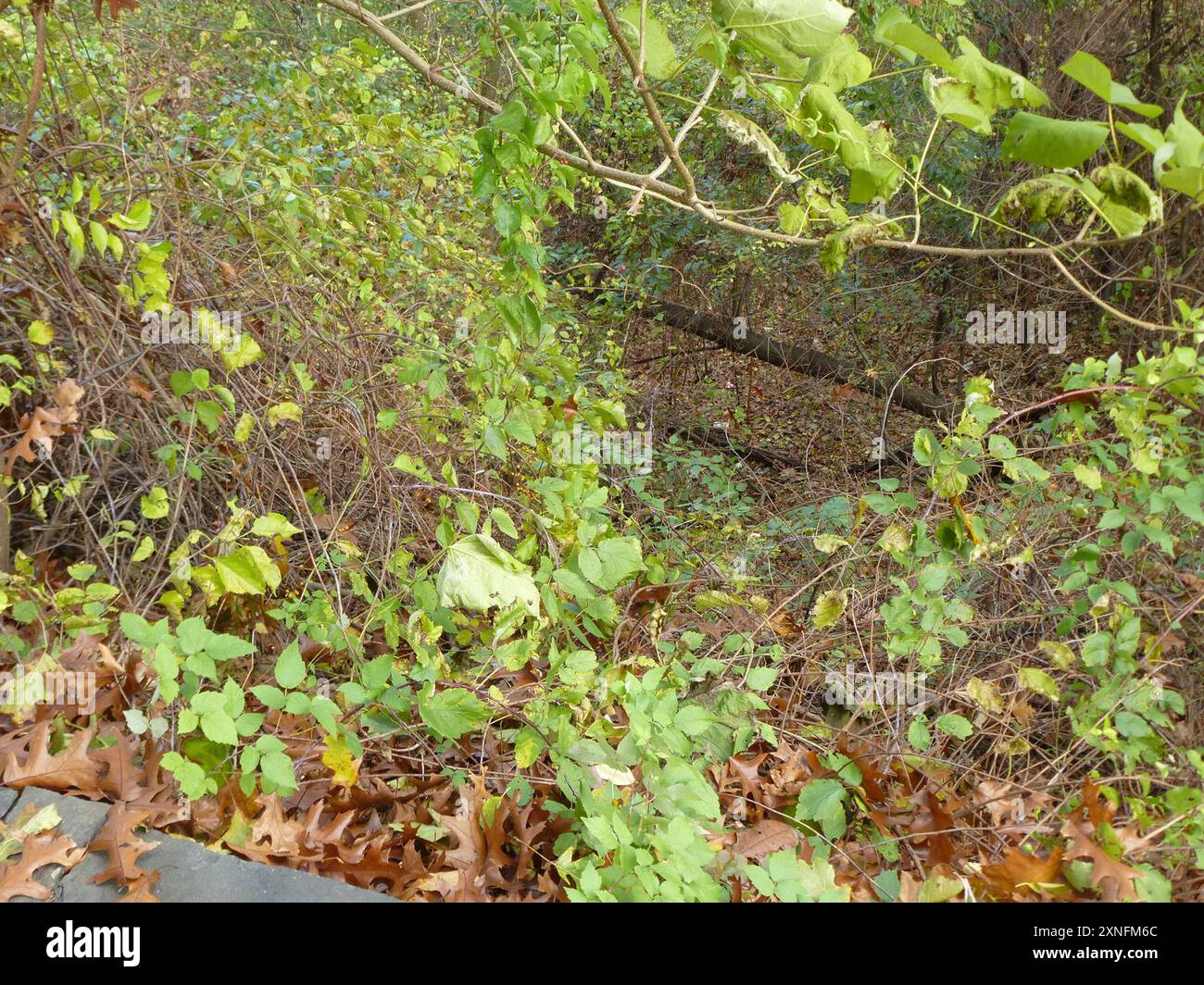 princess tree (Paulownia tomentosa) Plantae Stock Photo - Alamy
