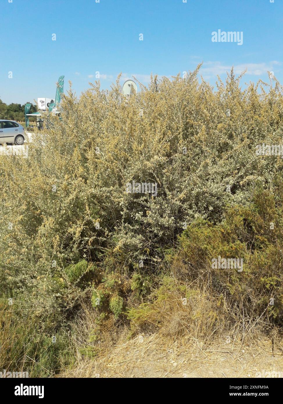 Mediterranean Saltbush (Atriplex halimus) Plantae Stock Photo - Alamy