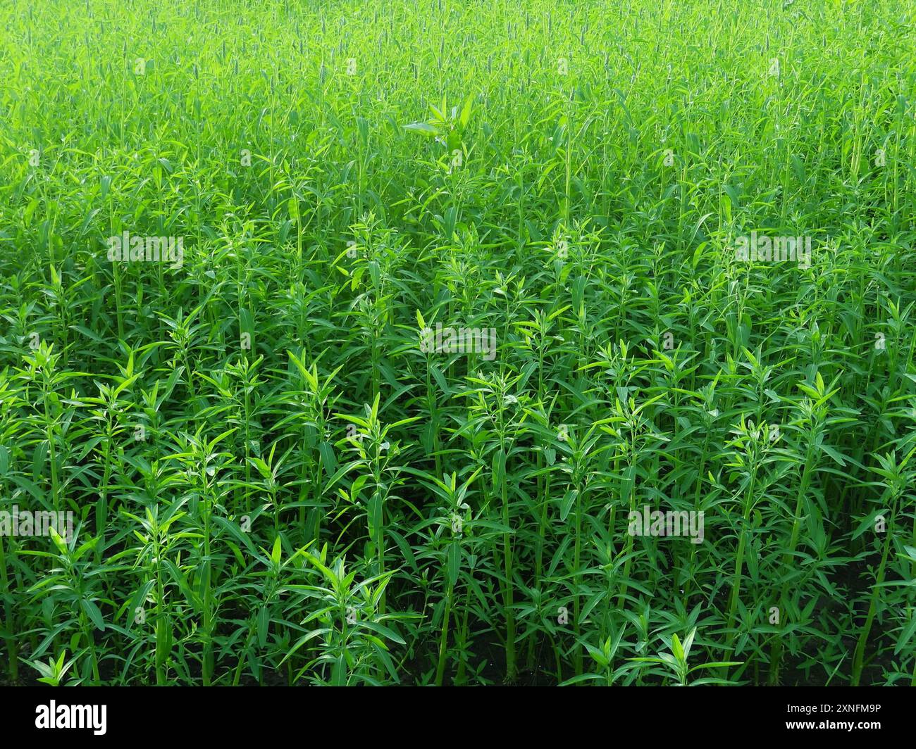 chickenspike (Sphenoclea zeylanica) Plantae Stock Photo - Alamy