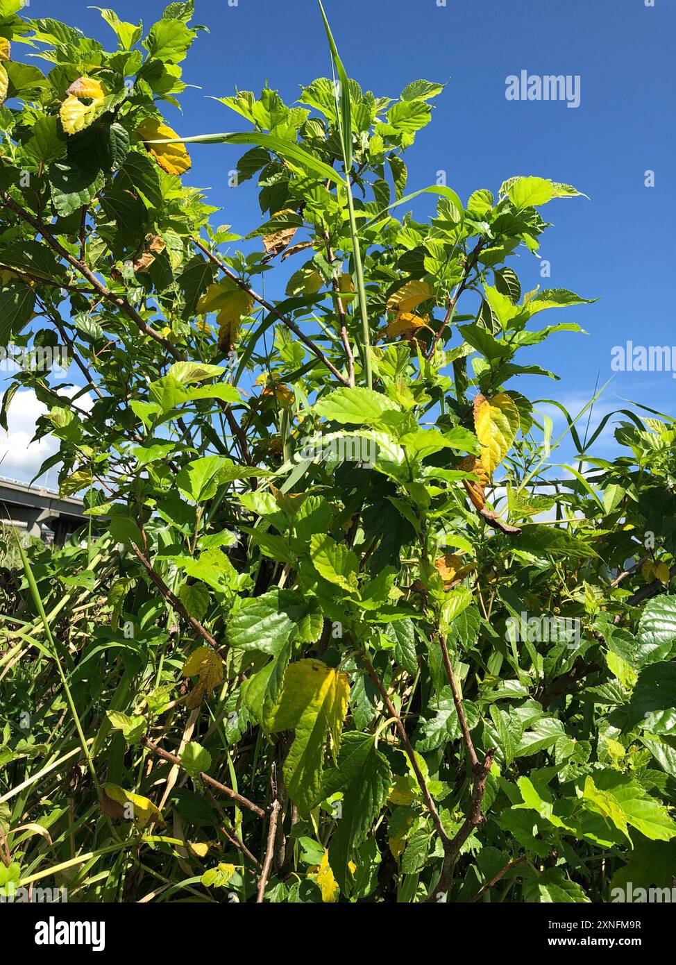 Korean mulberry (Morus indica) Plantae Stock Photo - Alamy
