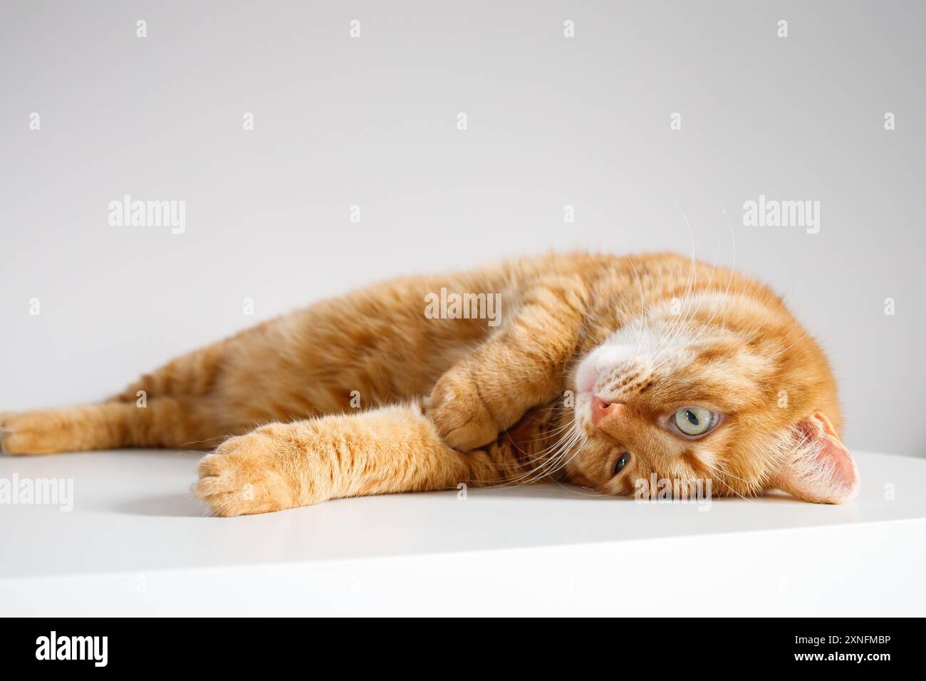 Sleeping ginger domestic cat hi-res stock photography and images - Alamy