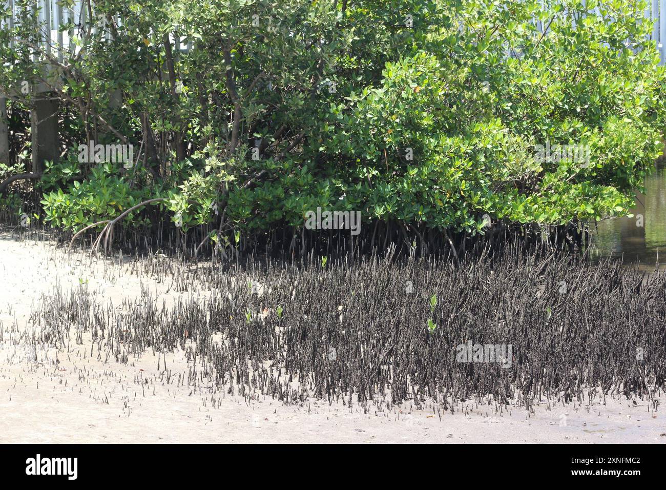 black mangrove (Avicennia germinans) Plantae Stock Photo - Alamy