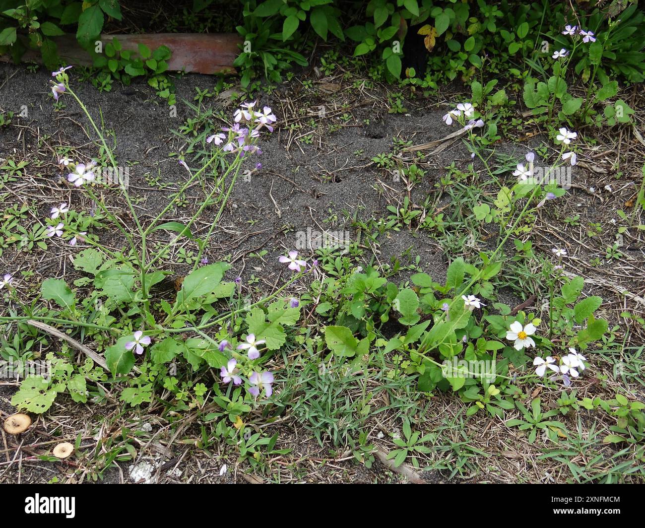 wild and domestic radish (Raphanus raphanistrum sativus) Plantae Stock ...