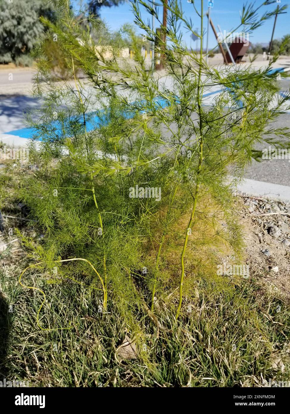 wild asparagus (Asparagus officinalis) Plantae Stock Photo - Alamy