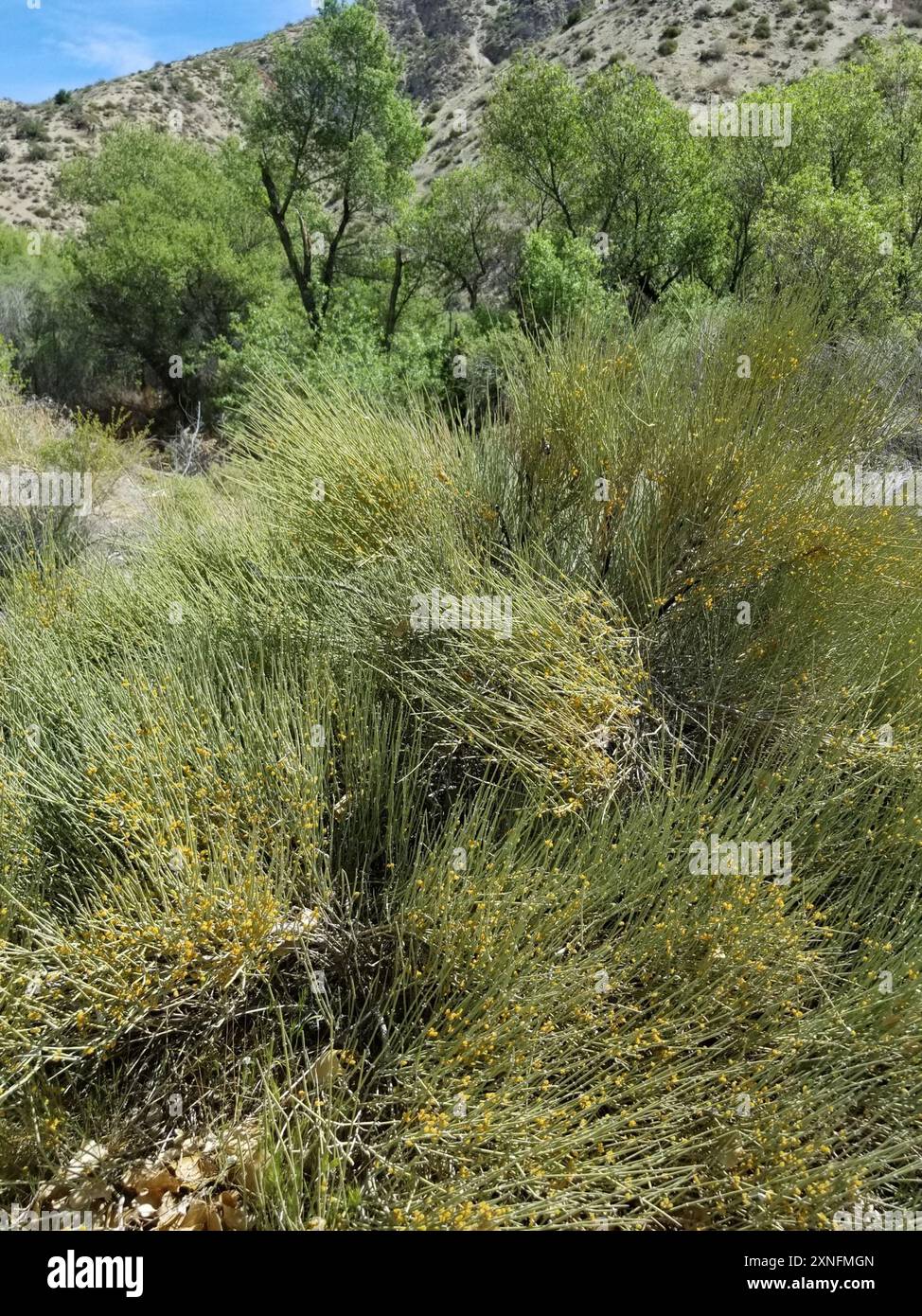 rough jointfir (Ephedra aspera) Plantae Stock Photo - Alamy