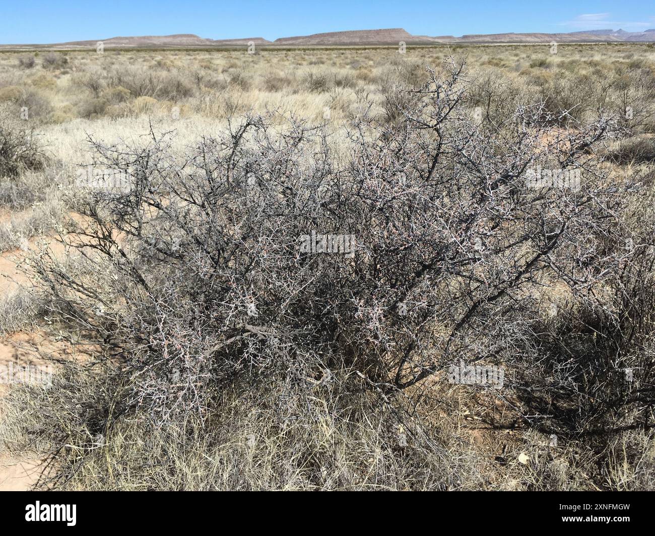 little leaf sumac (Rhus microphylla) Plantae Stock Photo - Alamy