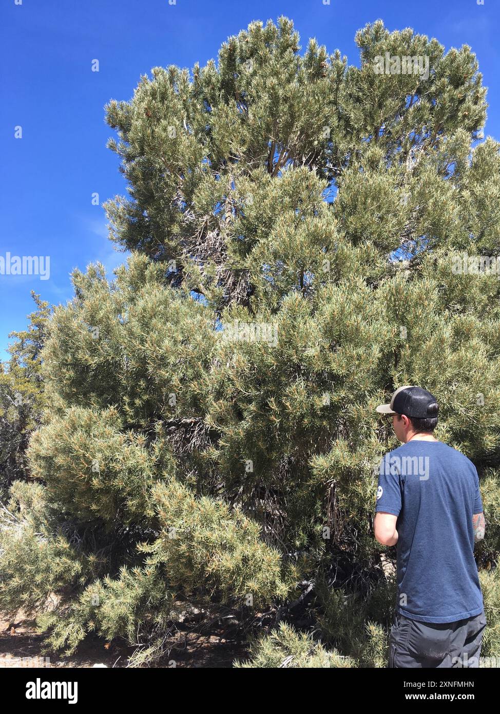 singleleaf pinyon (Pinus monophylla) Plantae Stock Photo - Alamy