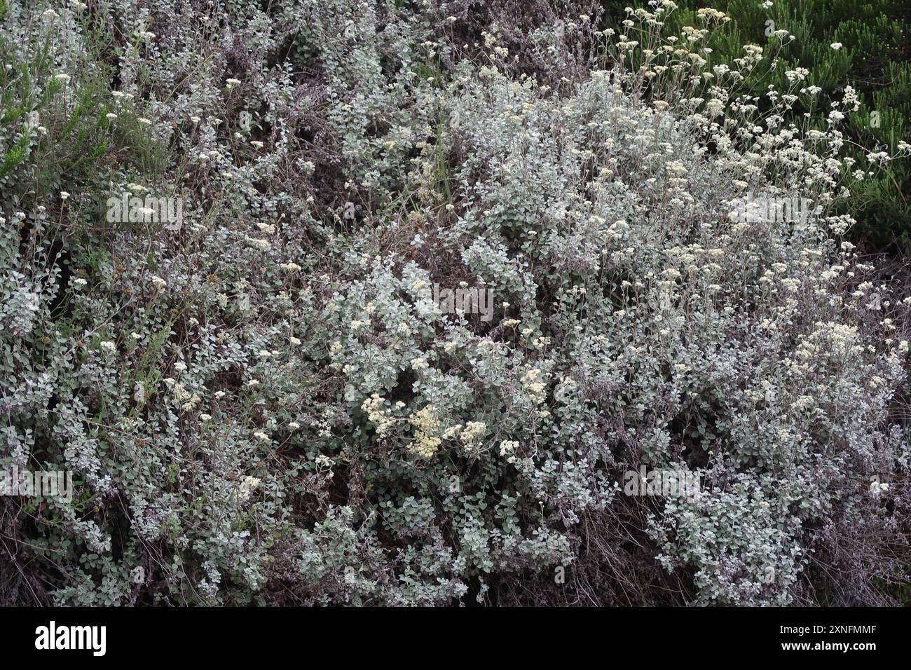 Licorice plant (Helichrysum petiolare) Plantae Stock Photo - Alamy