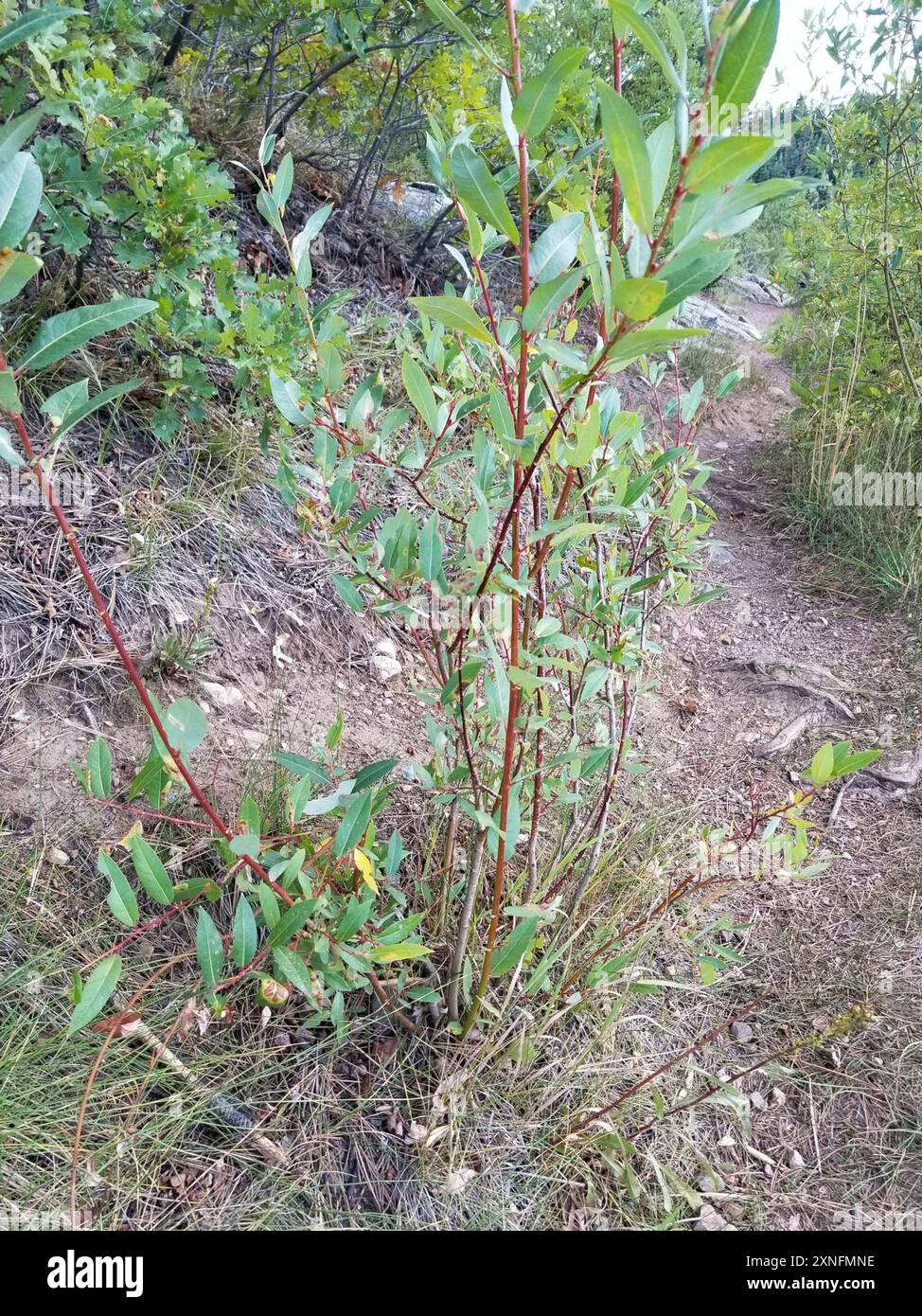 red willow (Salix laevigata) Plantae Stock Photo - Alamy