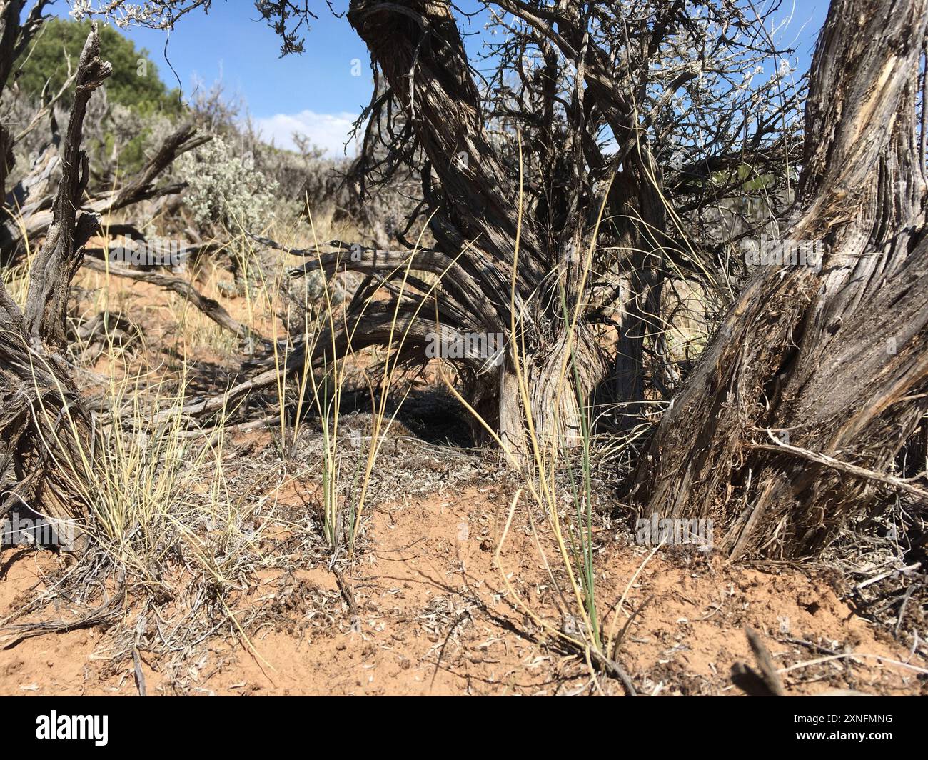 Western Wheatgrass (Pascopyrum smithii) Plantae Stock Photo - Alamy