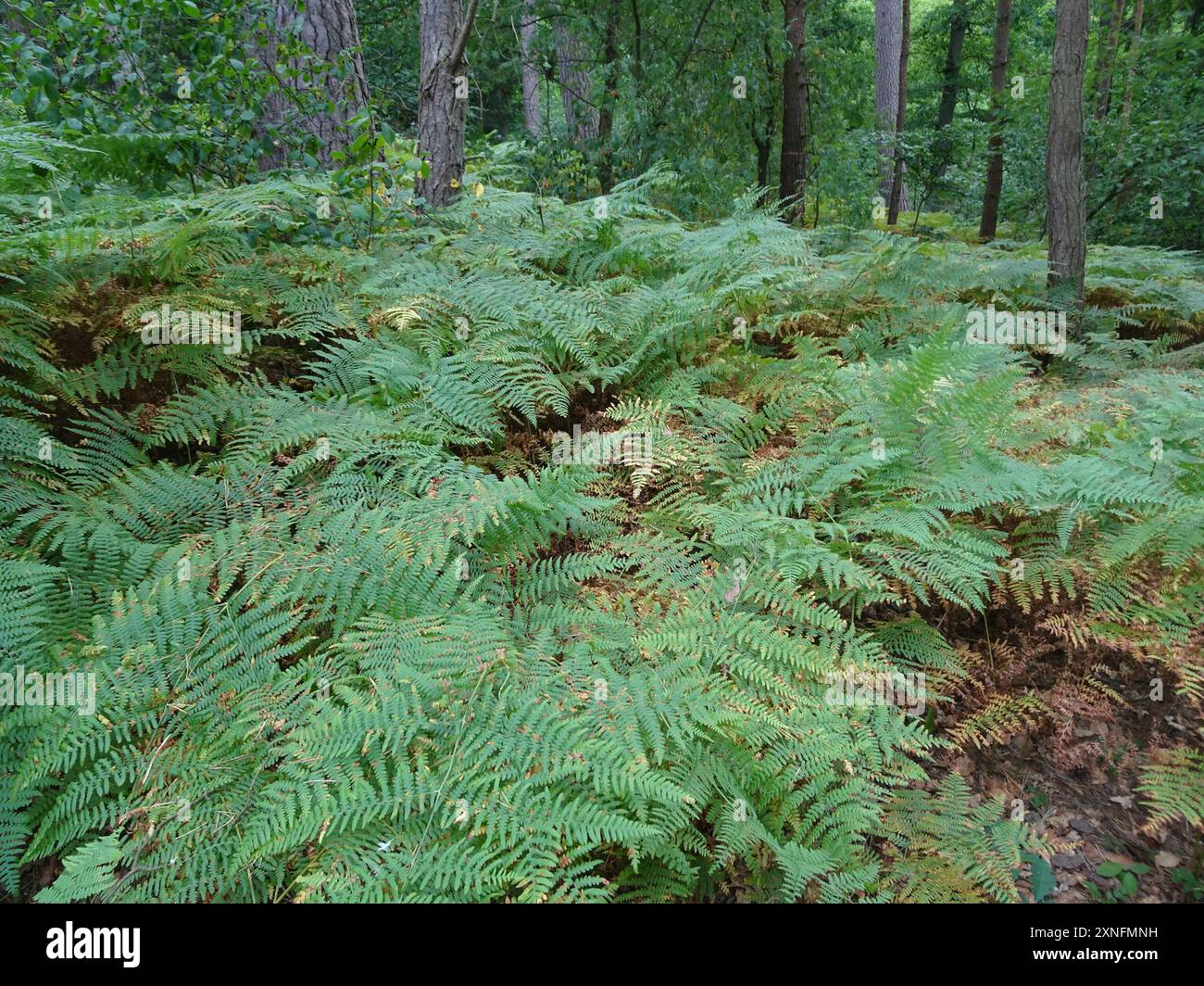 common bracken (Pteridium aquilinum) Plantae Stock Photo - Alamy