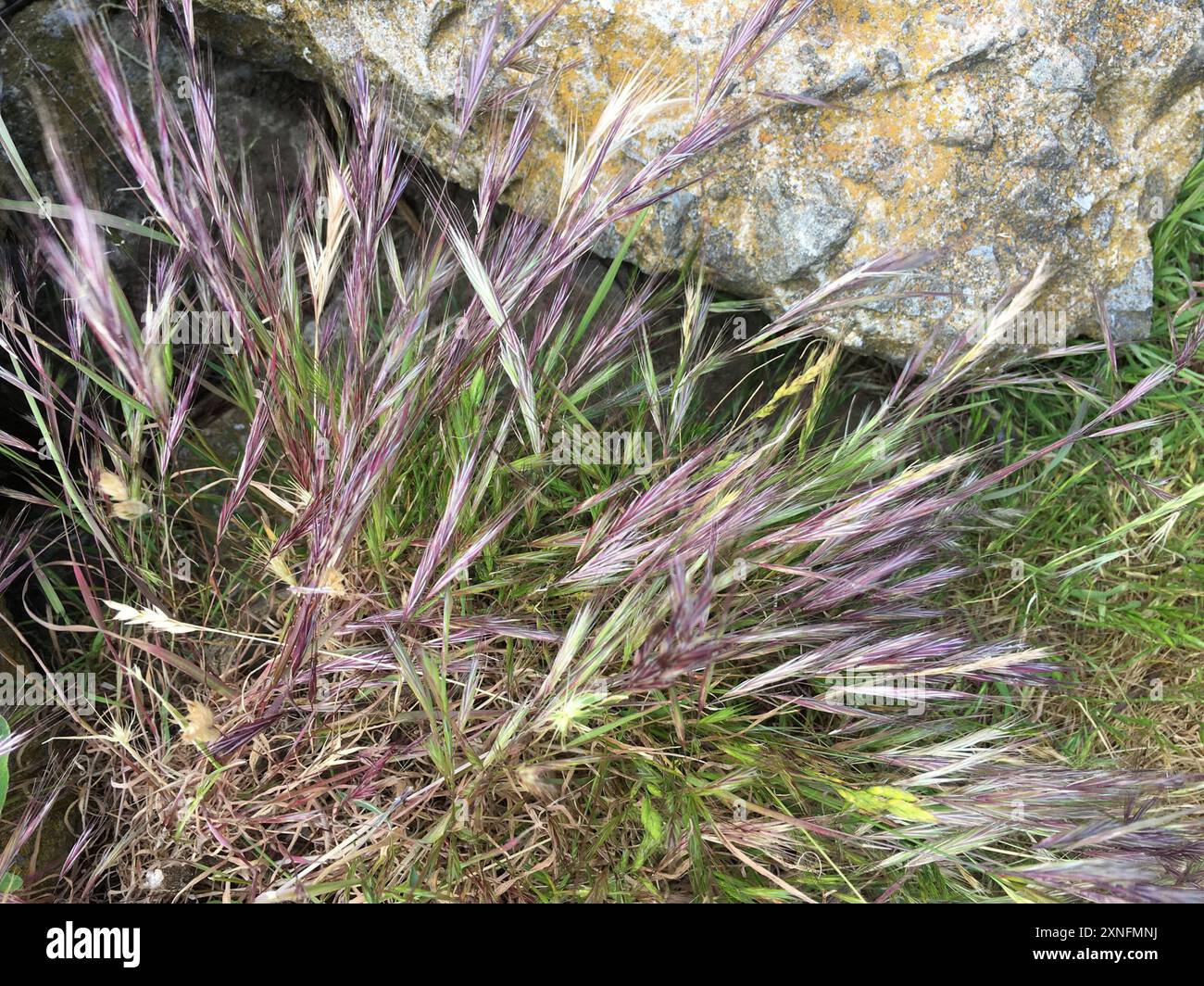 Red Brome (Bromus rubens) Plantae Stock Photo - Alamy