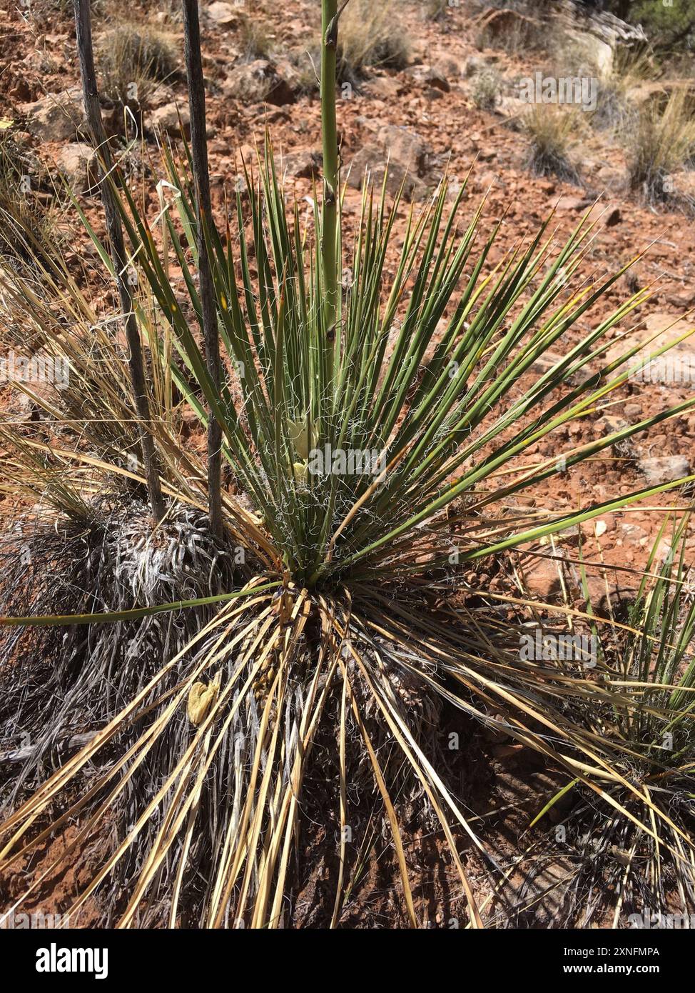 Dwarf Yucca (Yucca harrimaniae) Plantae Stock Photo - Alamy