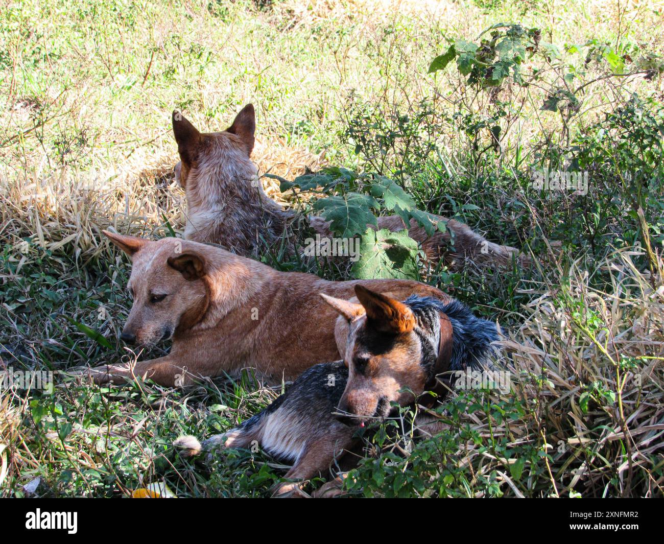 Three dogs, one black, one caramel and one mixed breed, lying among ...