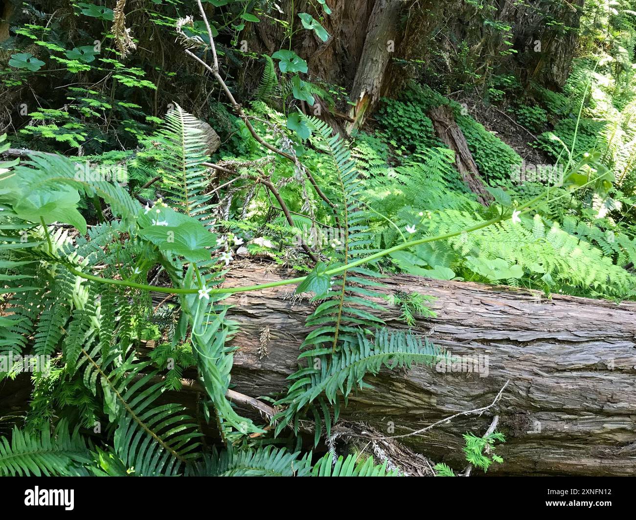 coastal manroot (Marah oregana) Plantae Stock Photo - Alamy