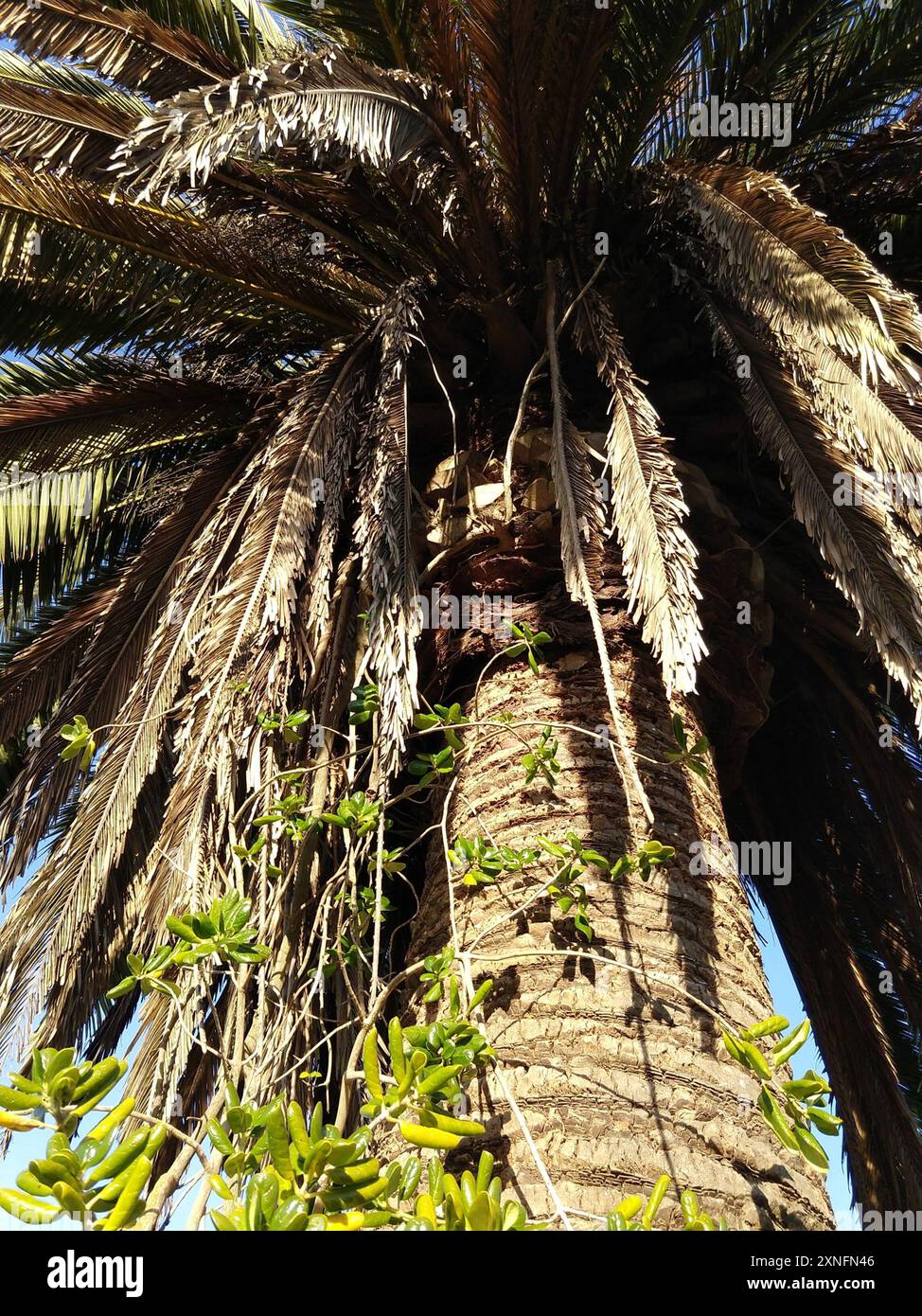 Taupata (Coprosma repens) Plantae Stock Photo - Alamy