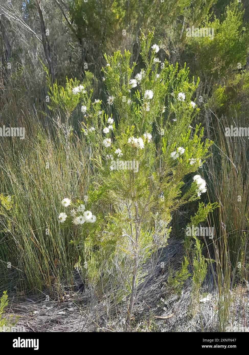 Swamp Paperbark (Melaleuca ericifolia) Plantae Stock Photo - Alamy