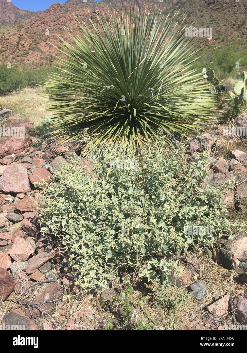 Yellow Indian Mallow (Abutilon malacum) Plantae Stock Photo - Alamy