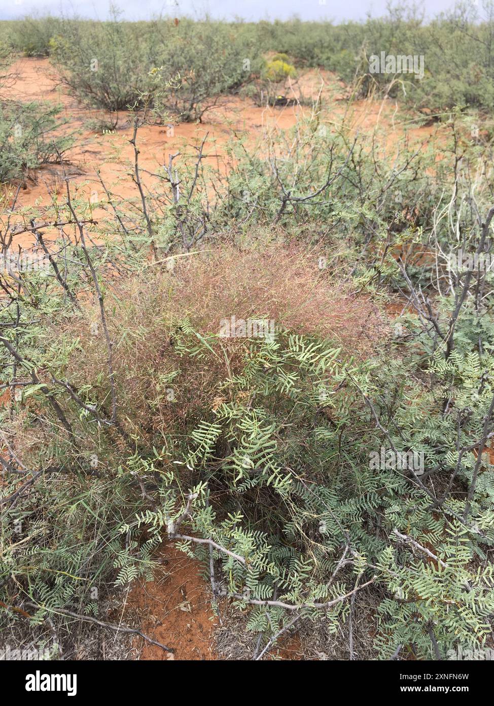 Bush Muhly (Muhlenbergia porteri) Plantae Stock Photo - Alamy