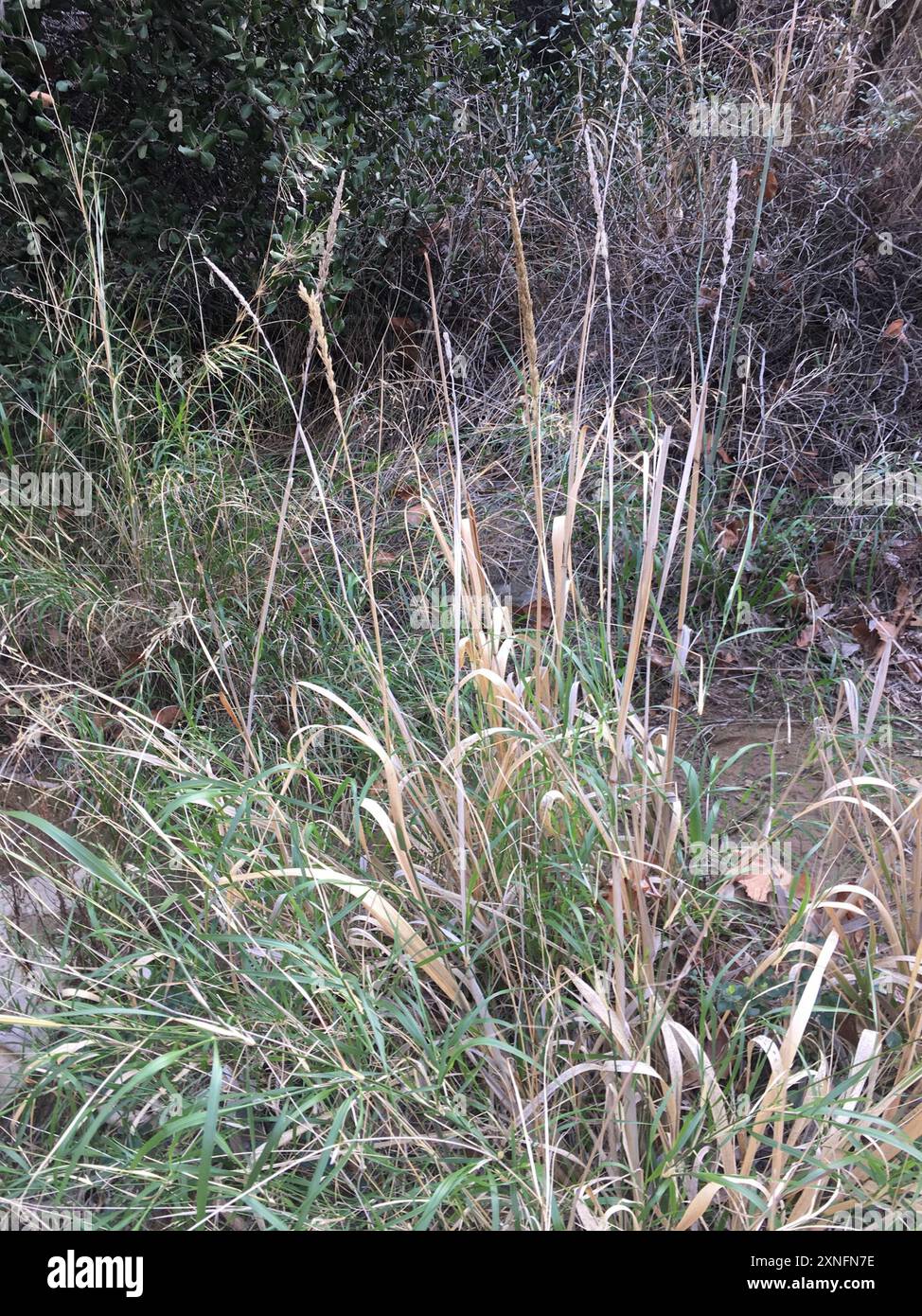 giant wild rye (Leymus condensatus) Plantae Stock Photo - Alamy