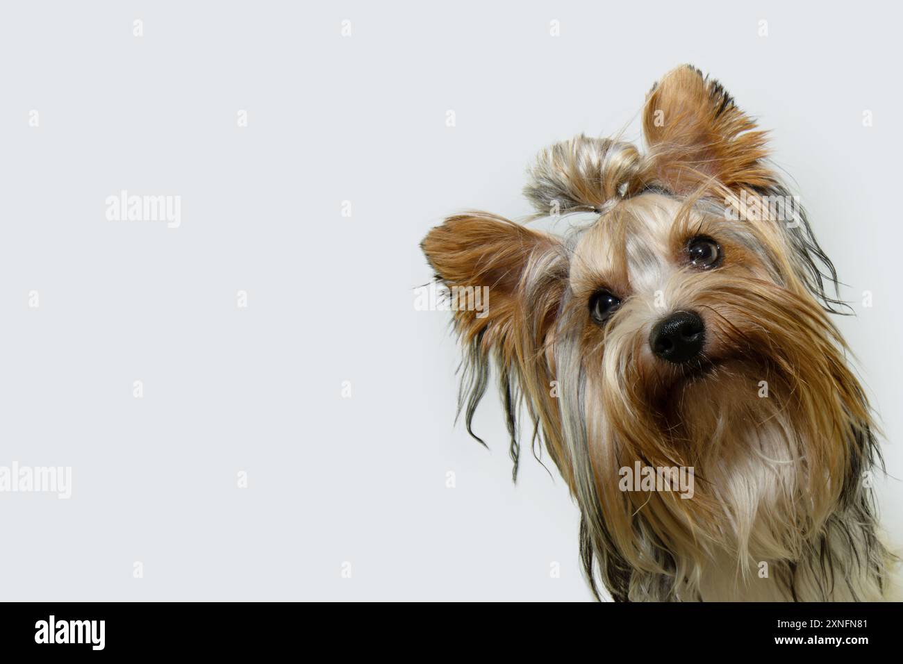 Portrait yorkshire puppy dog tilting head side. Isolated on white ...