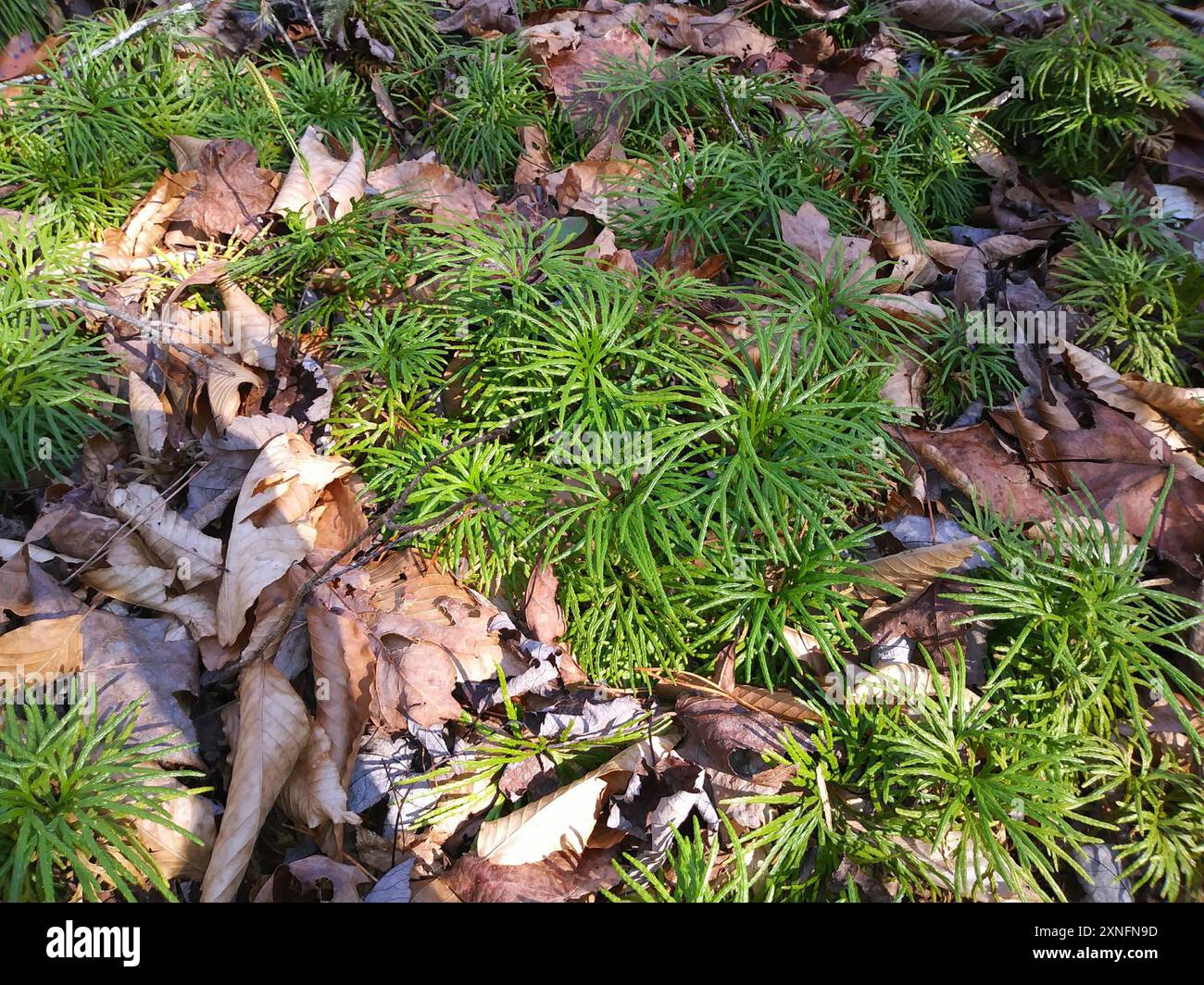 fan clubmoss (Diphasiastrum digitatum) Plantae Stock Photo - Alamy